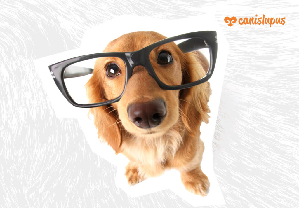 Le razze di cani più intelligenti: quali sono? Cosa dice la scienza ...