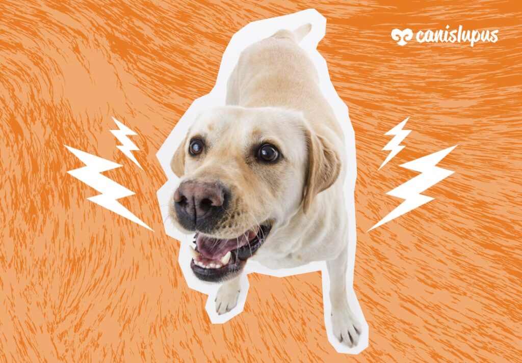 Cane che abbaia: cause, motivi e come intervenire - Canislupus